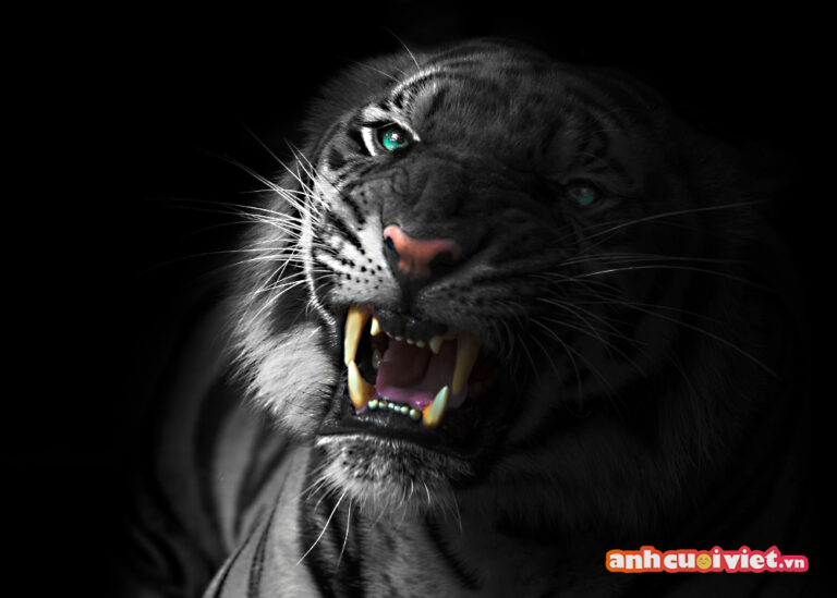 [HOT] Top 666+ Ảnh hài hước, vui nhộn trong đời sống cực bá đạo | Ảnh ...